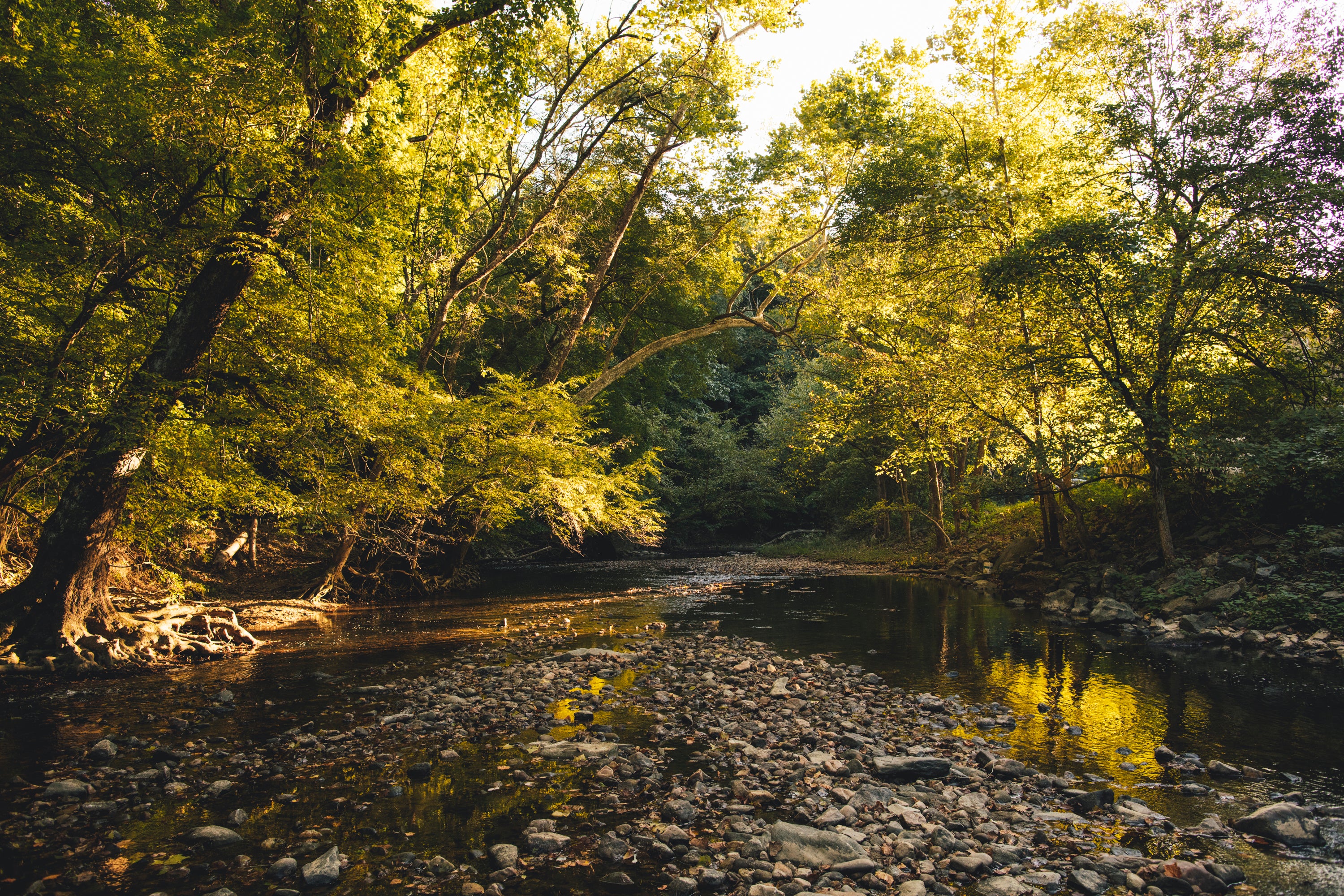Organizations That Help Keep DC Clean | Washington DC