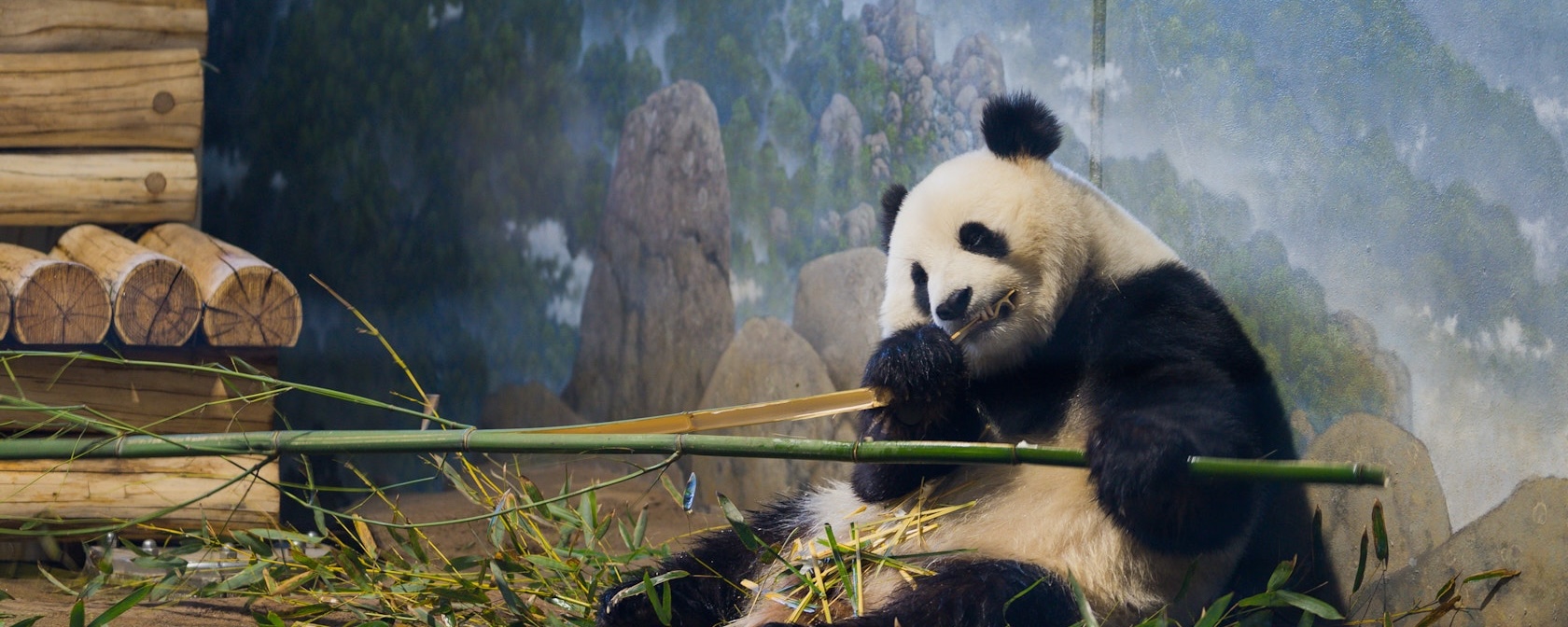 What You Need to Know About the Giant Pandas at Smithsonian’s National Zoo