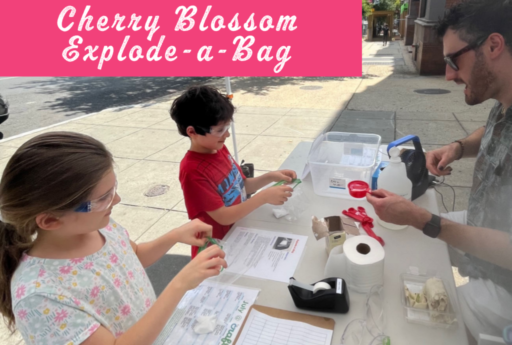 Cherry Blossom Explode-a-Bag | Washington DC