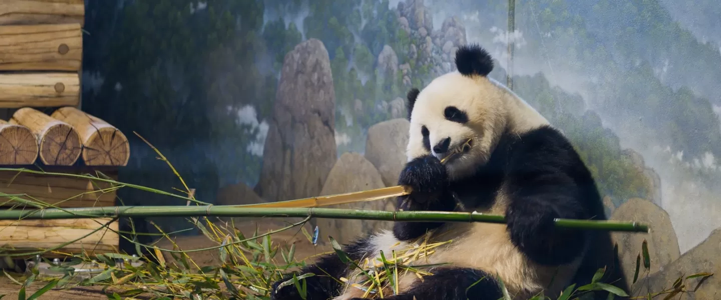 What You Need to Know About the Giant Pandas at Smithsonian’s National Zoo